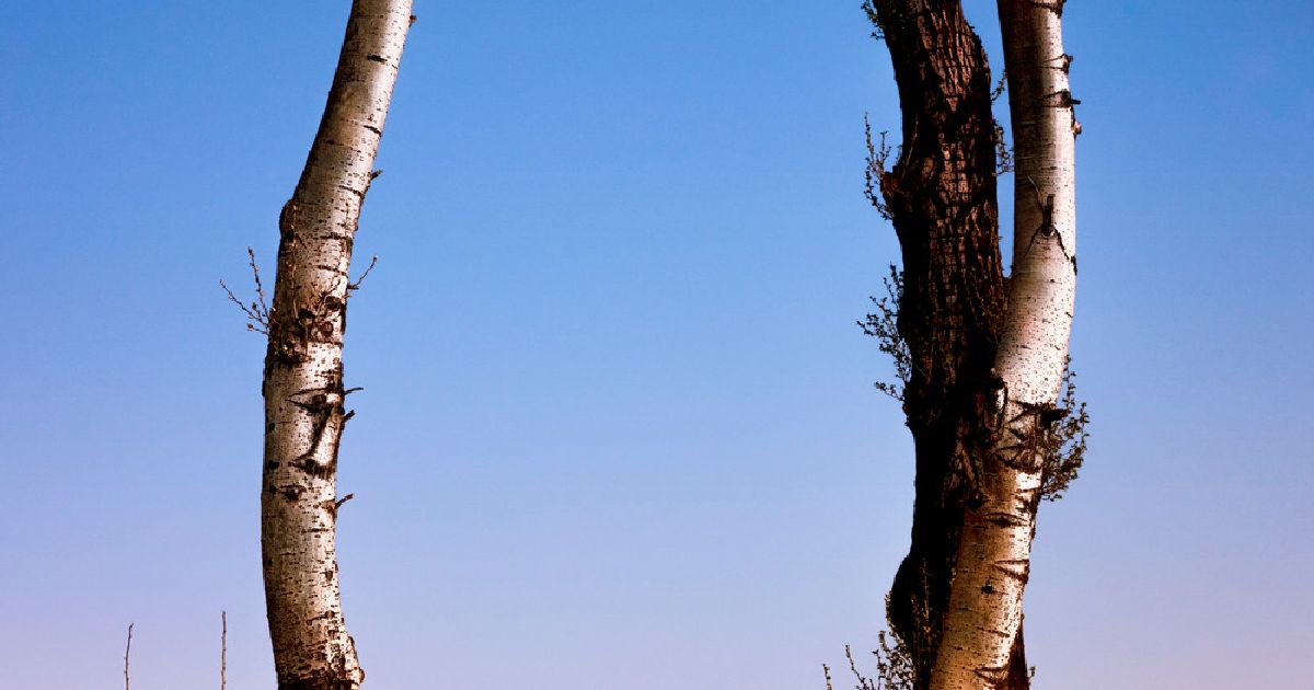 Sheng Wu - The Story of Trees | LensCulture