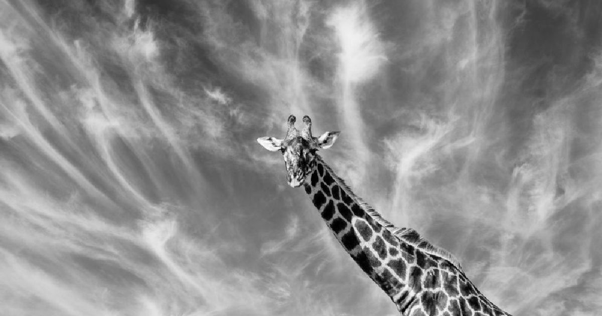 Manny Roman - Submission | LensCulture