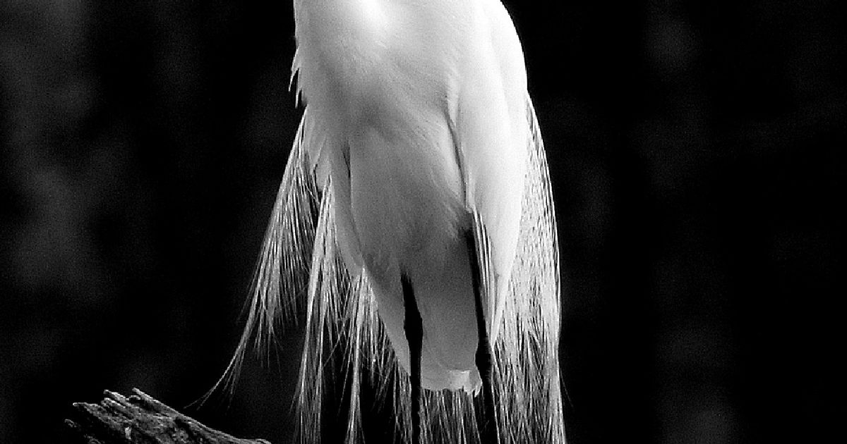 Thomas Hessler | Black & White Photography Awards 2020 Entry