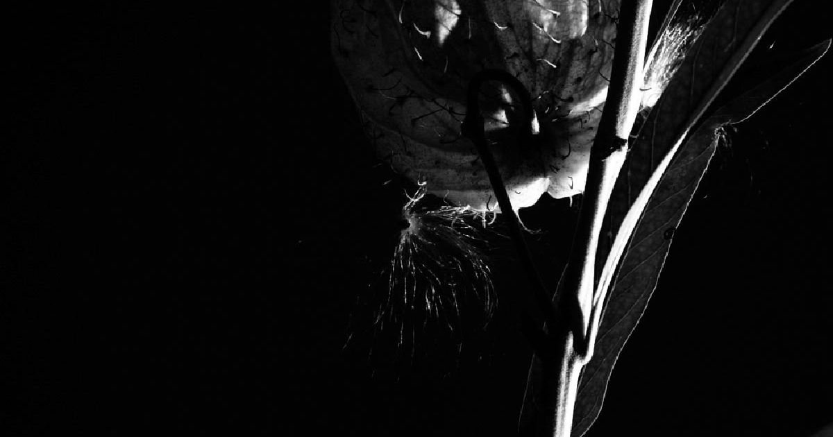 Romy Cohen - Seed | LensCulture