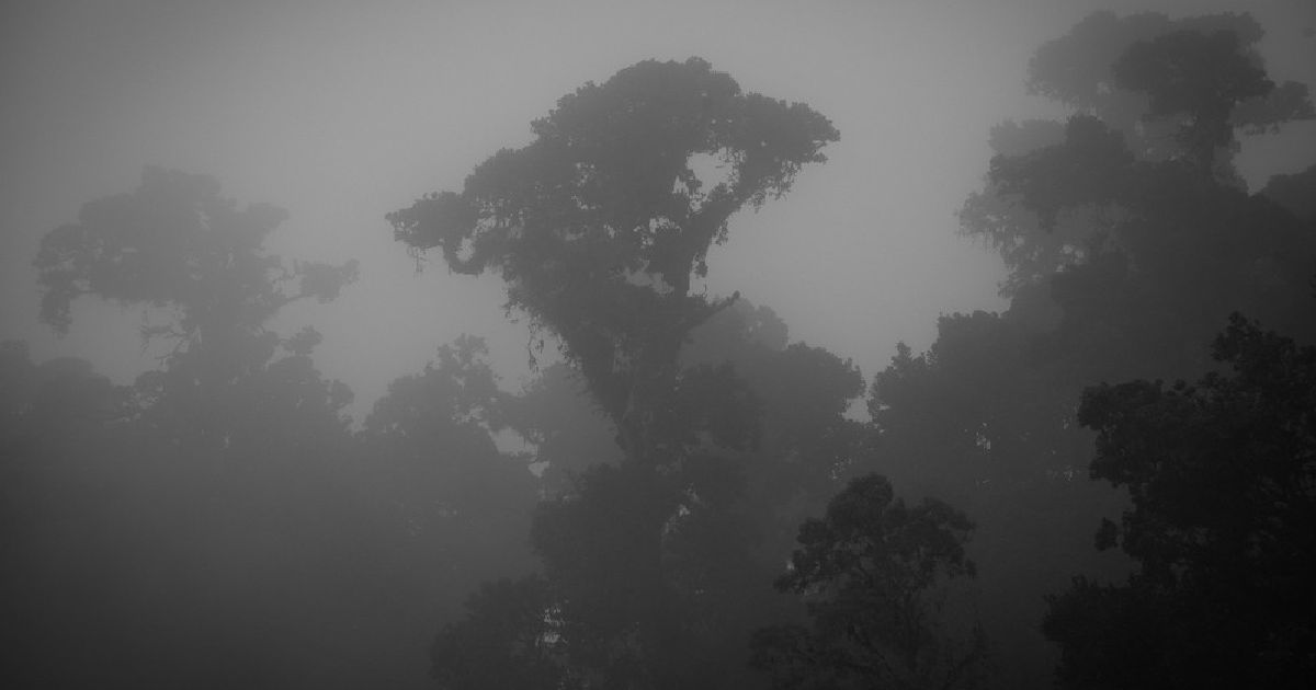 Frédéric Demeuse - Timeless Trees | LensCulture