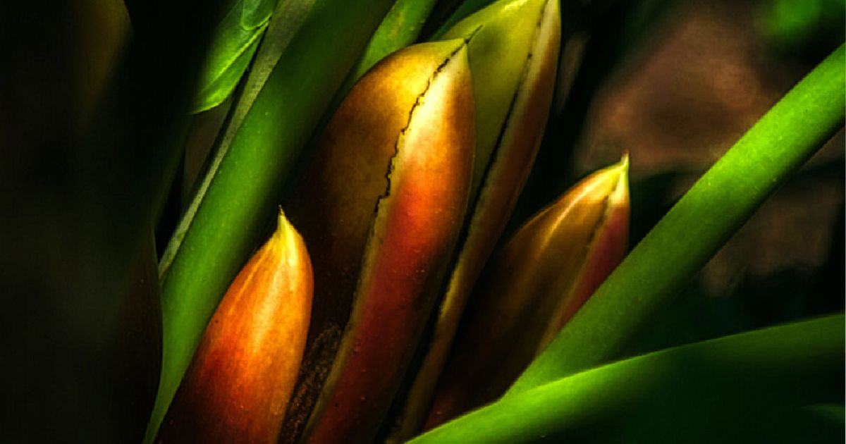 Bill Lundberg - Garden During Covid | LensCulture