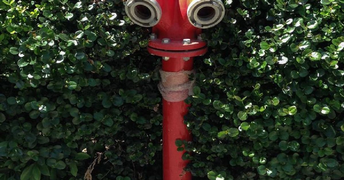 David Goldstein - Urban nature | LensCulture