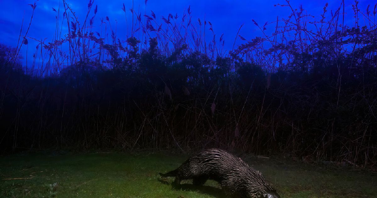 K C Bailey - The Re-Wilding of Long Island | LensCulture