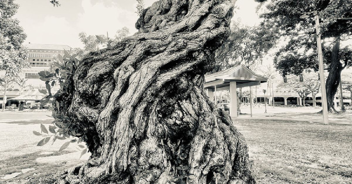 Luke Duggan - Twisted Trees of Ala Moana | LensCulture