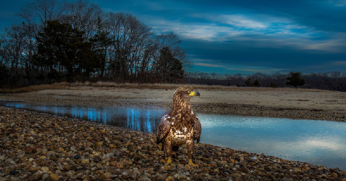 K C Bailey - The Re-Wilding of Long Island | LensCulture