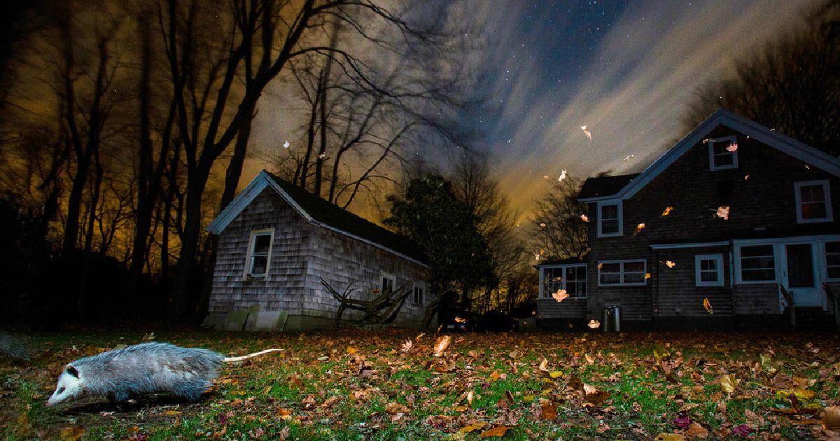 K C Bailey - The Re-Wilding of Long Island | LensCulture