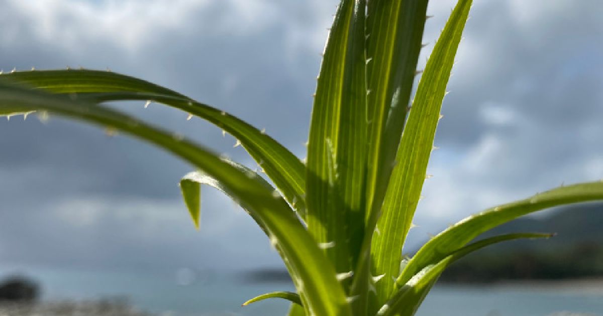 Sunay Yang - Rejoice | LensCulture